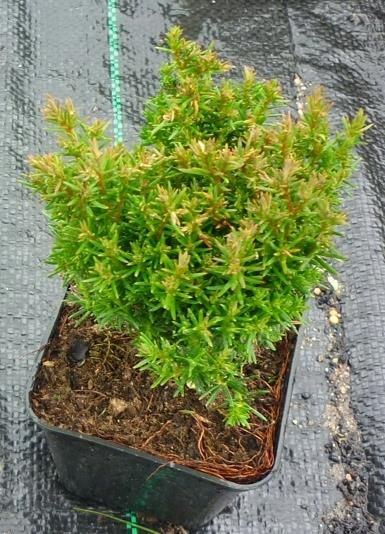 Nowa I Rzadko Spotykana Odmiana Tuja Teddy Sadzonk - Ceny i opinie ...