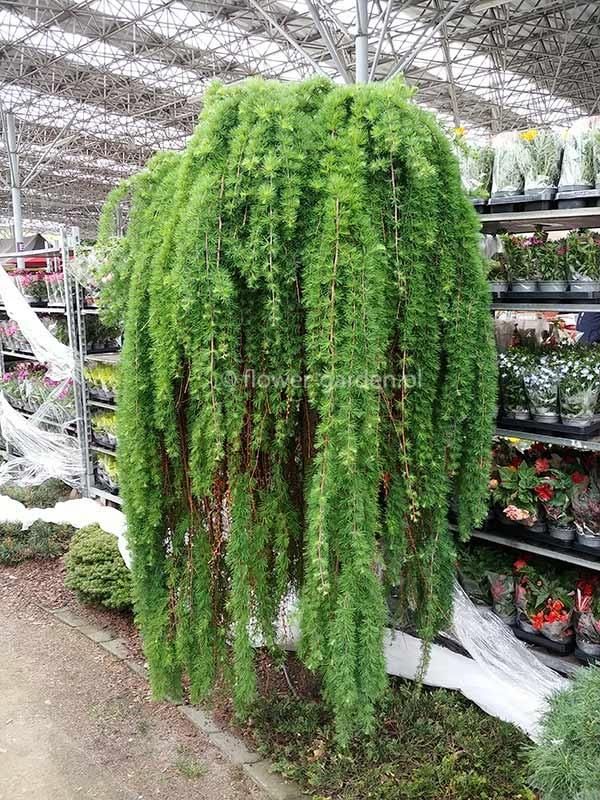 Modrzew Japoński Pendula Zwisający Na Pniu 120cm - Ceny i opinie - Ceneo.pl