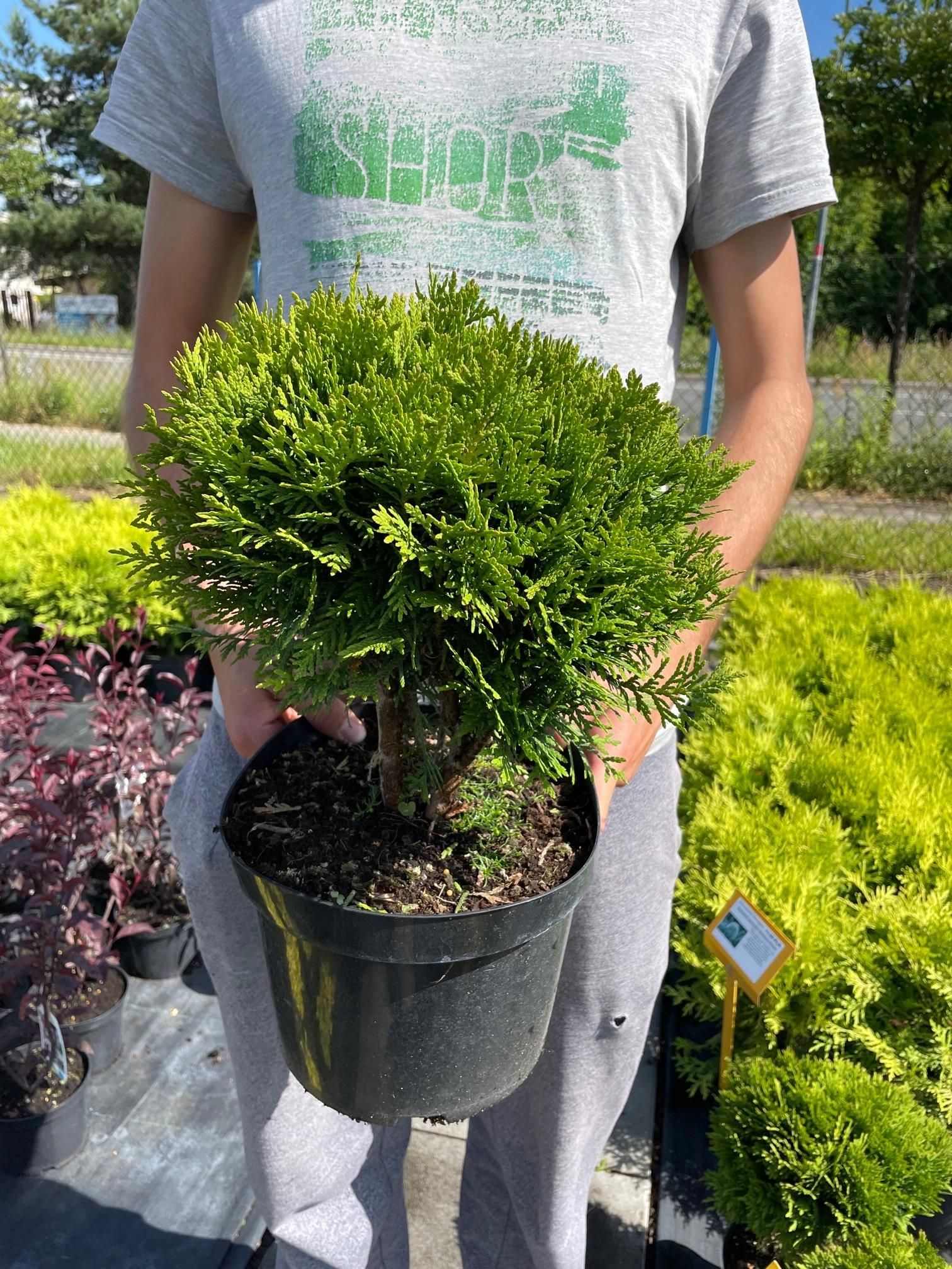 Thuja Danica Tuja Kulista Duża Sadzonka 5L - Ceny i opinie - Ceneo.pl