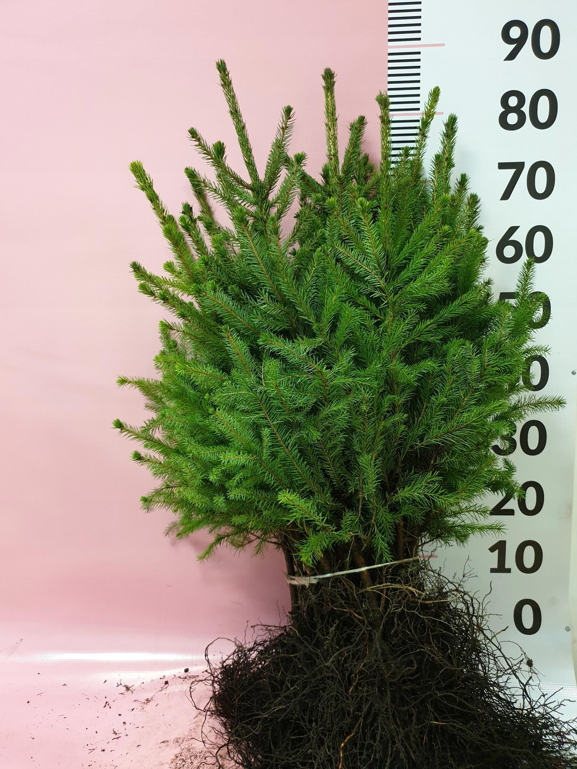 Świerk Serbski Picea Omorica 30-50cm 50 Sztuk - Ceny i opinie - Ceneo.pl