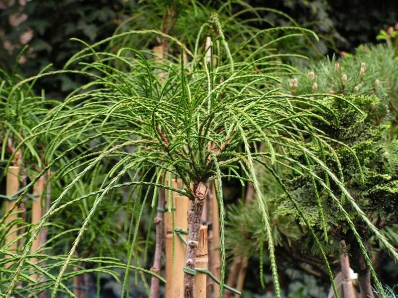 Tuja Żywotnik Whipcord Thuja Na Pniu Sadzonka - Ceny i opinie - Ceneo.pl