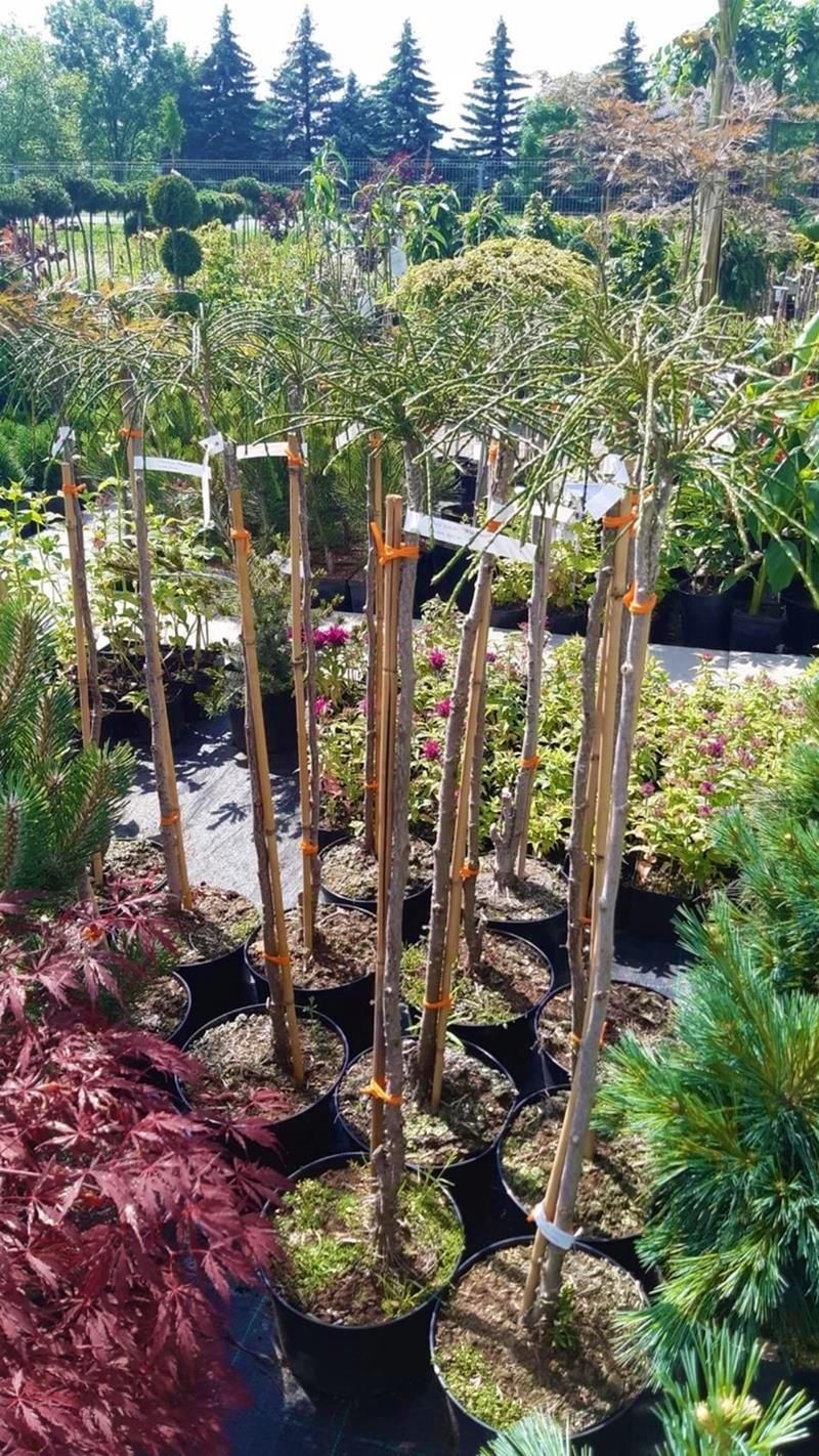 Tuja Żywotnik Whipcord Thuja Na Pniu Sadzonka - Ceny i opinie - Ceneo.pl