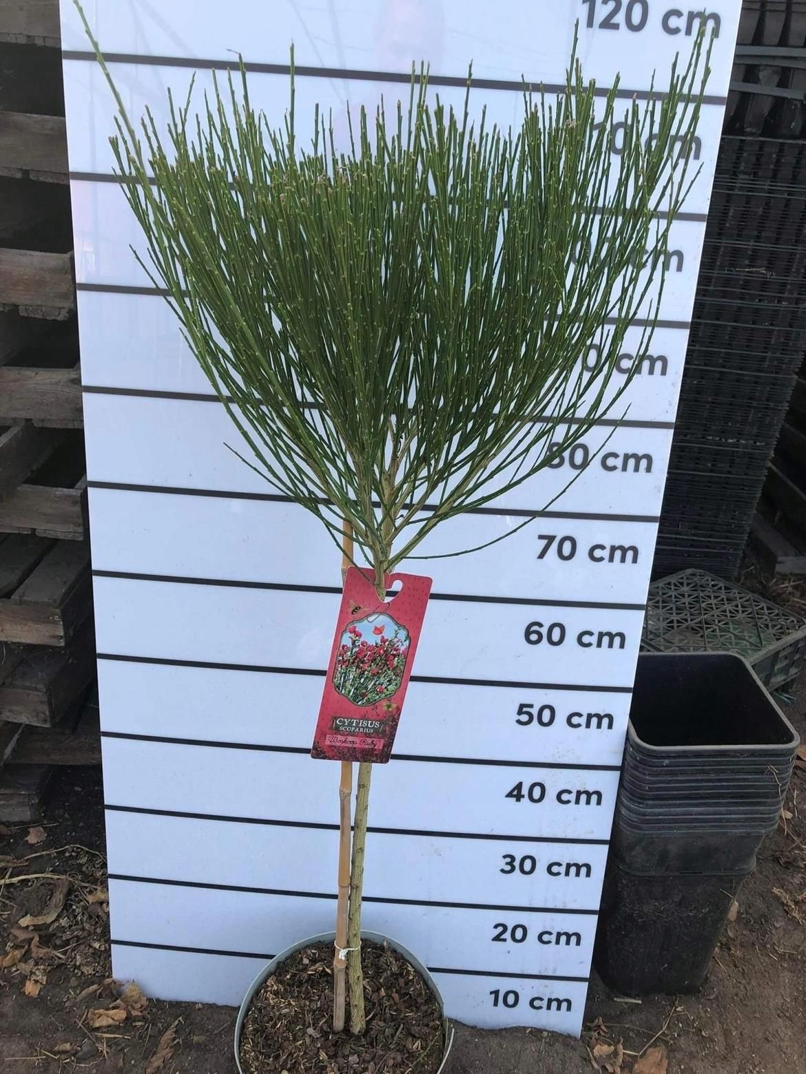 Żarnowiec Na Pniu 100cm Biały - Ceny i opinie - Ceneo.pl