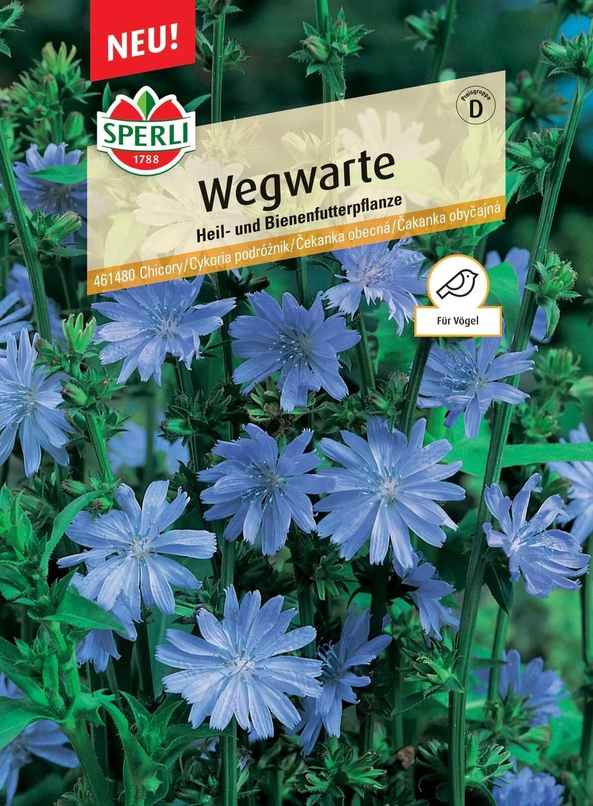 Cykoria Podróżnik Nasiona Premium Sperli - Ceny i opinie - Ceneo.pl