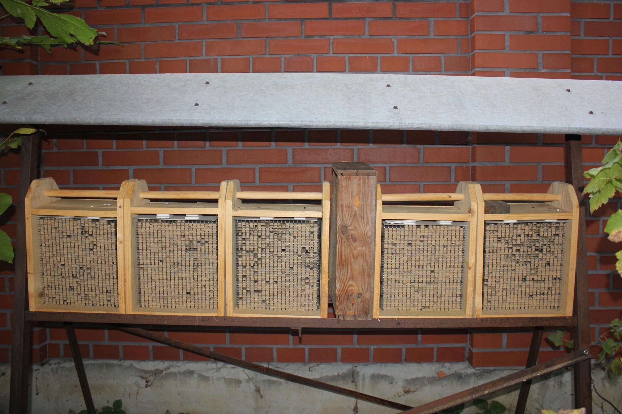 Biodar Formatki Dla Murarki Ogrodowej 400 Gniazd - Ceny i opinie - Ceneo.pl