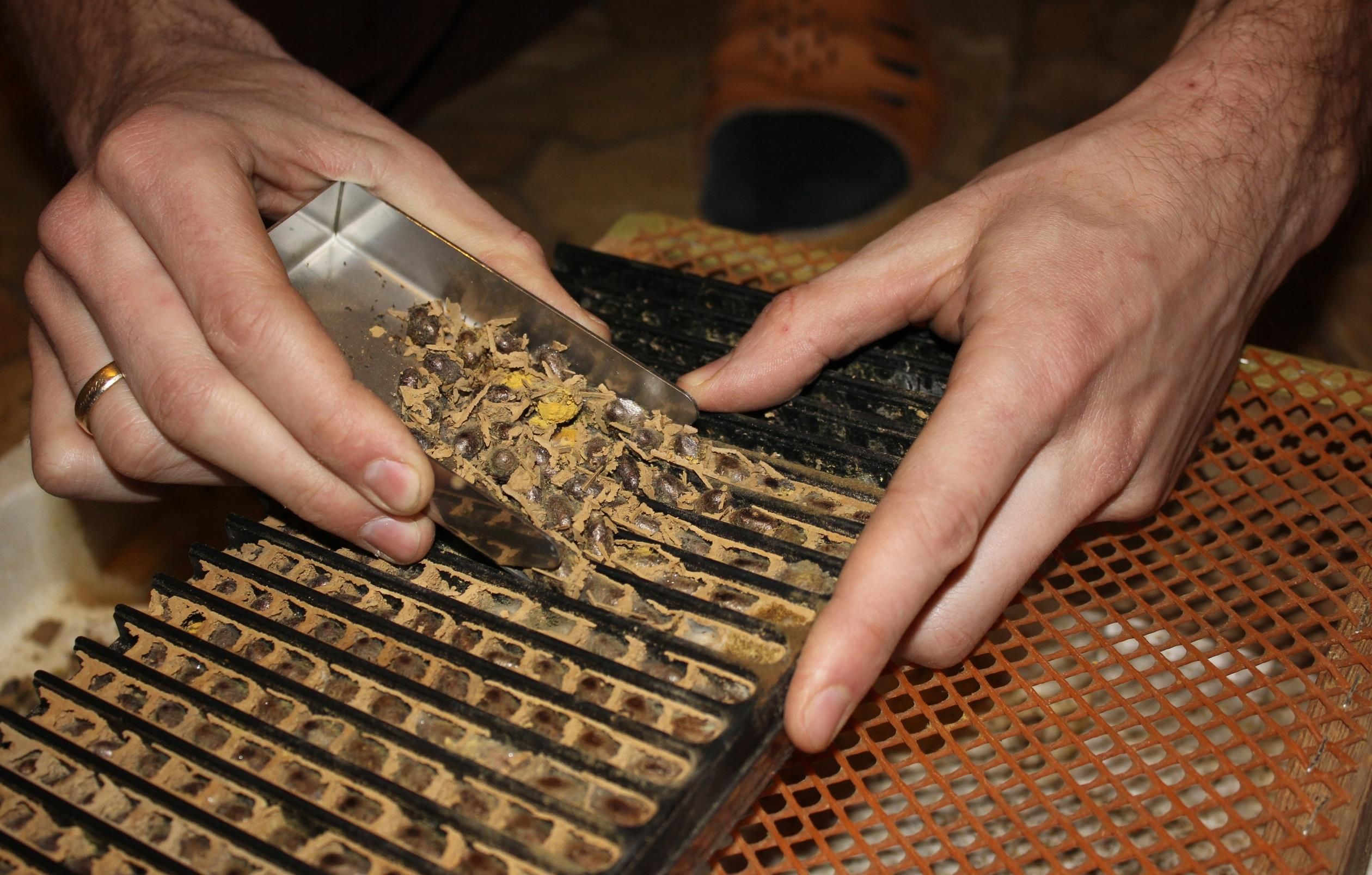 Biodar Formatki Dla Murarki Ogrodowej 400 Gniazd - Ceny i opinie - Ceneo.pl