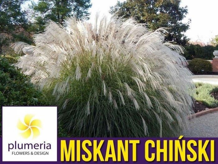 Miskant Chiński Memory Miscanthus Sinensis Sadzonka C2 - Ceny i opinie ...
