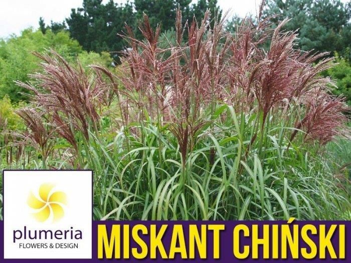 Miskant Chiński Polonus Miscanthus Sinensis Sadzonka C2 - Ceny i opinie ...