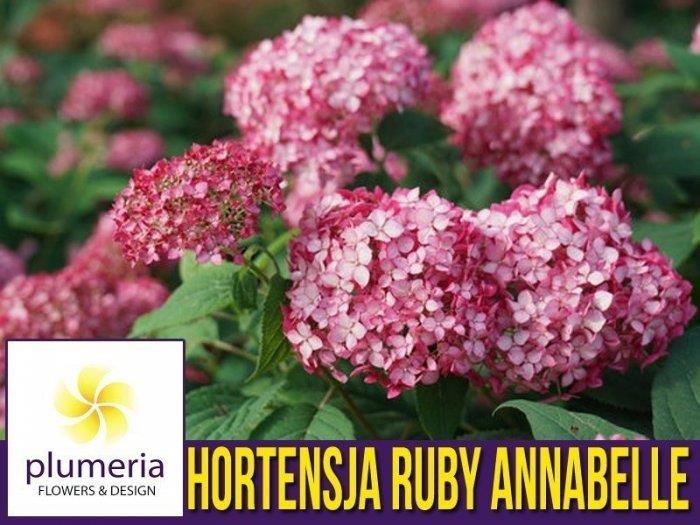 Hortensja Drzewiasta Ruby Annabelle Hydrangea Arborescens Sadzonka C1 ...