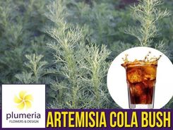 Artemisia Cola Bush Artemisia Procera Sadzonka C1 - Ceny i opinie ...