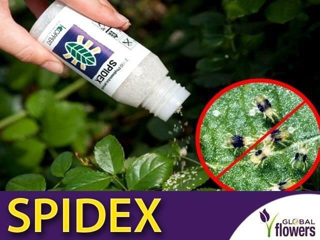 Spidex Dobroczynek Szklarniowy Zwalcza Przędziorka Chmielowca - Ceny i ...