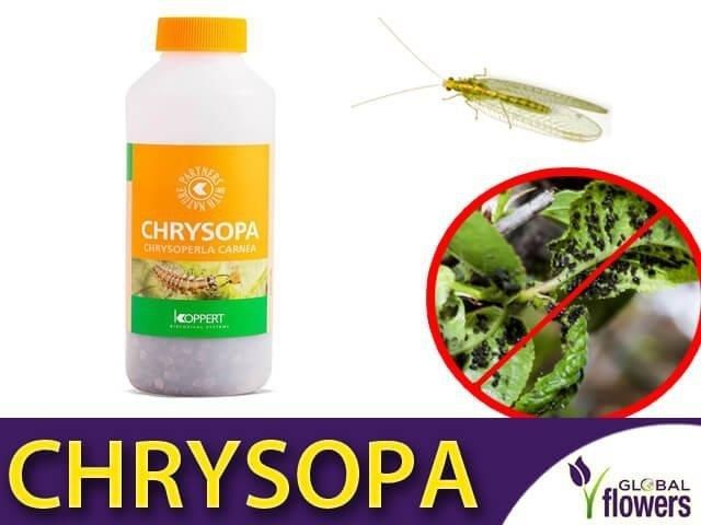 Chrysopa Złotook Pospolity Zwalcza Mszycę 500Ml - Ceny i opinie - Ceneo.pl