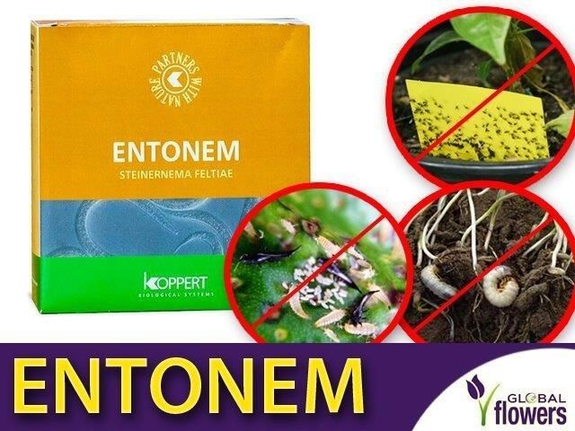 Entonem 2X250 Milionów Nicieni Do Zwalczania Wciornastków I Ziemiórek ...