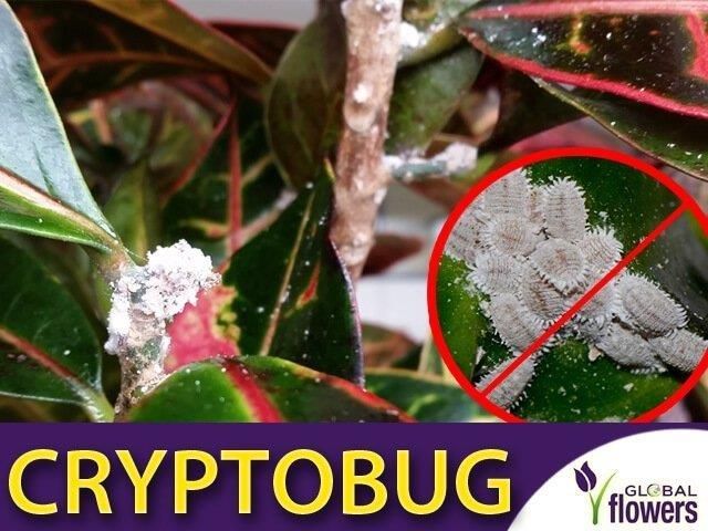 Cryptobug Drapieżna Biedronka Wełnowcowa Do Zwalczania Wełnowców - Ceny i opinie - Ceneo.pl