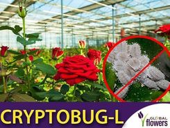 Cryptobug L Biedronka Wełnowcowa Do Zwalczania Wełnowców 500Ml - Ceny i opinie - Ceneo.pl