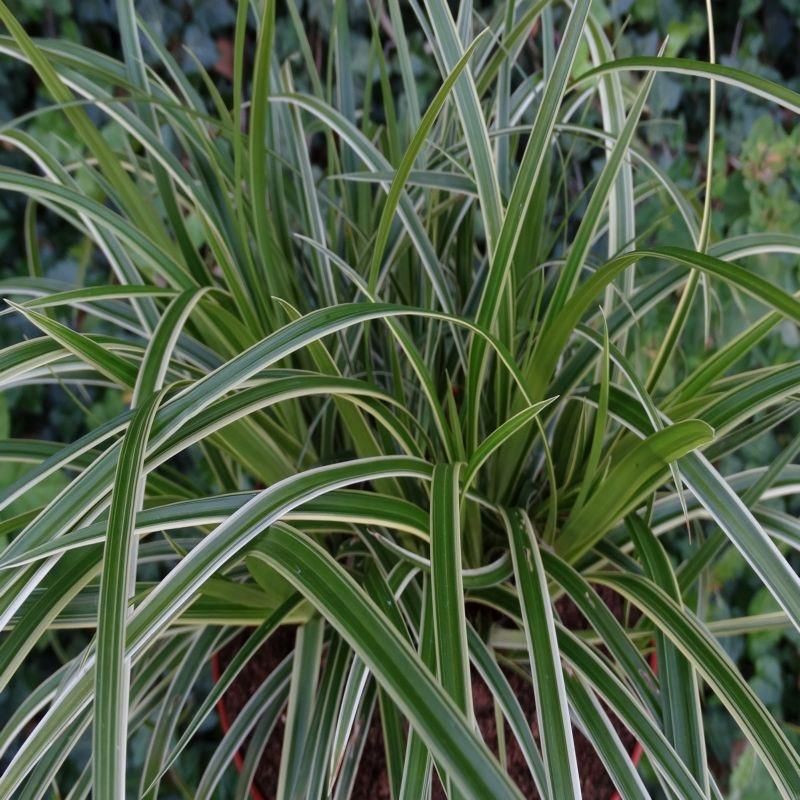 Turzyca Morrowa Ice Dance Carex Morrowii - Ceny i opinie - Ceneo.pl