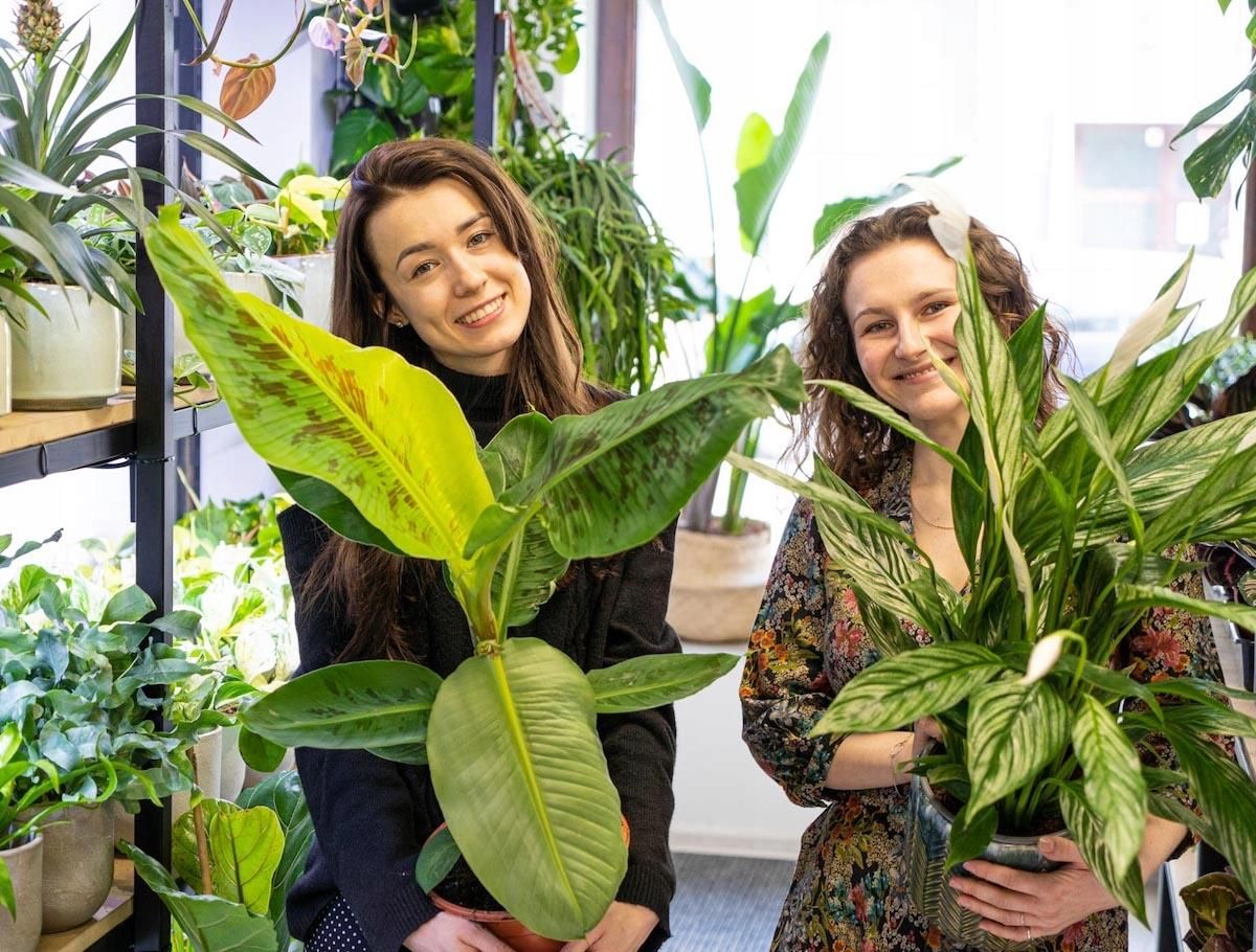 Alokazja Cuprea Red Secret Alocasia Duże Liście M - Ceny i opinie ...