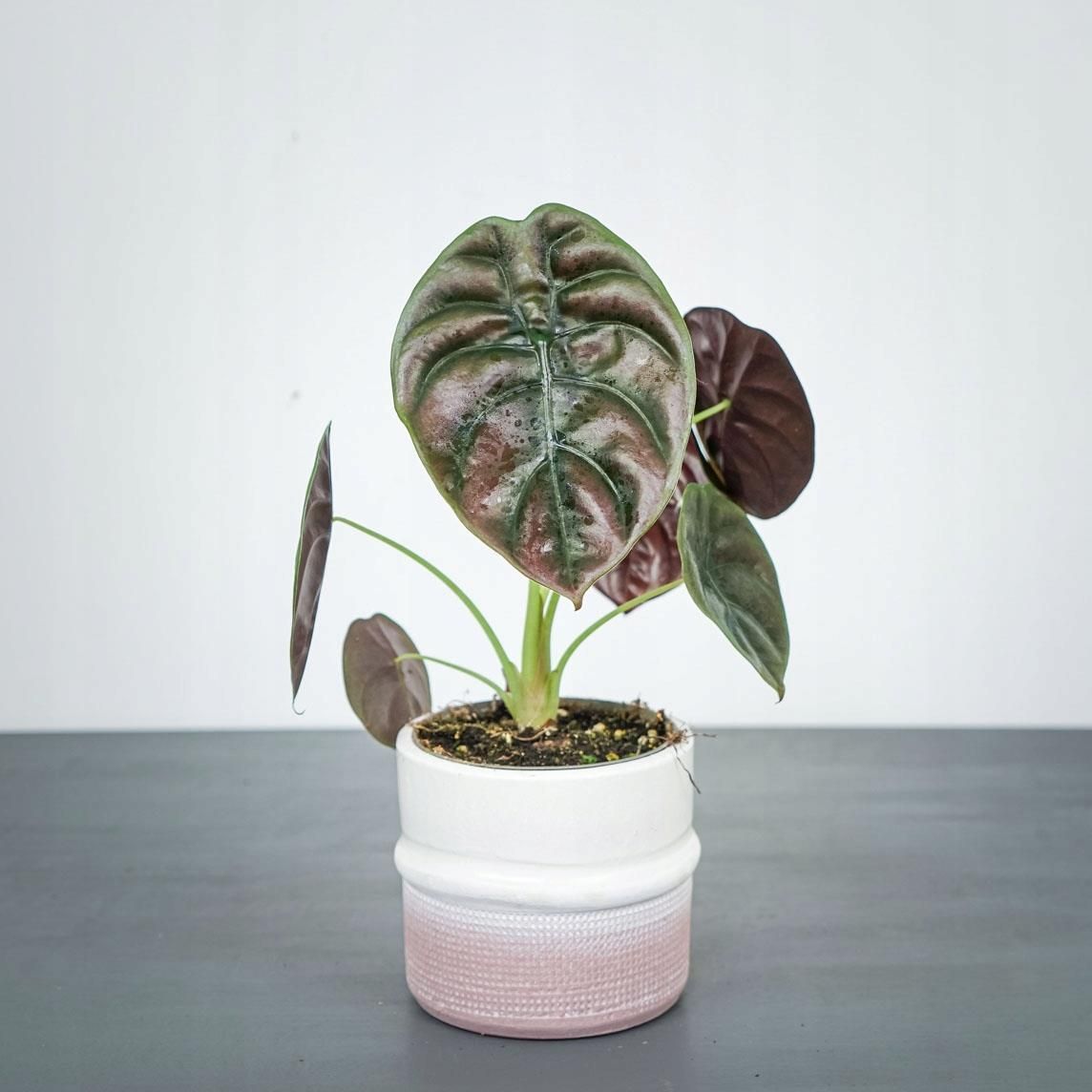 Alokazja Cuprea Red Secret Alocasia Duże Liście M - Ceny i opinie ...