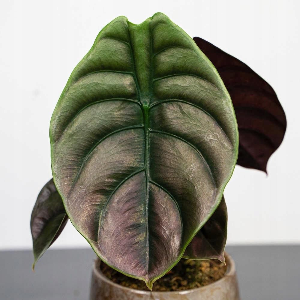 Alokazja Cuprea Red Secret Alocasia Duże Liście M - Ceny i opinie ...