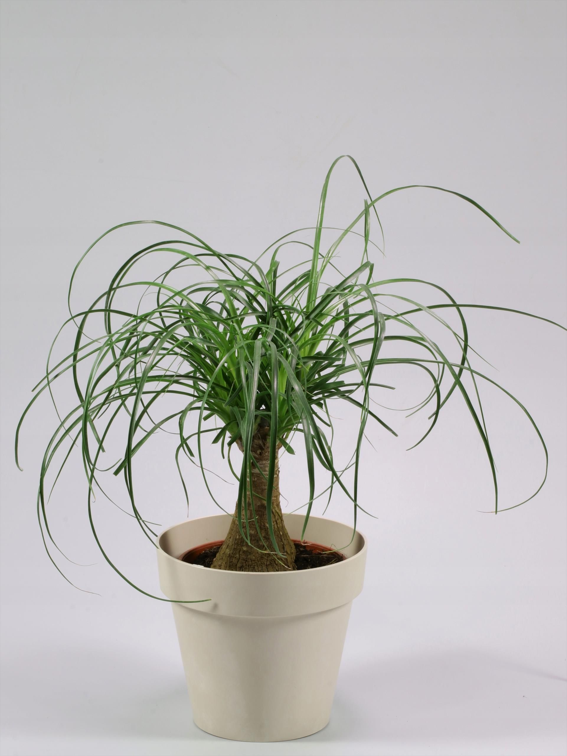 Nolina Recurvata Stopa Słonia ⌀14 ~40Cm - Ceny i opinie - Ceneo.pl