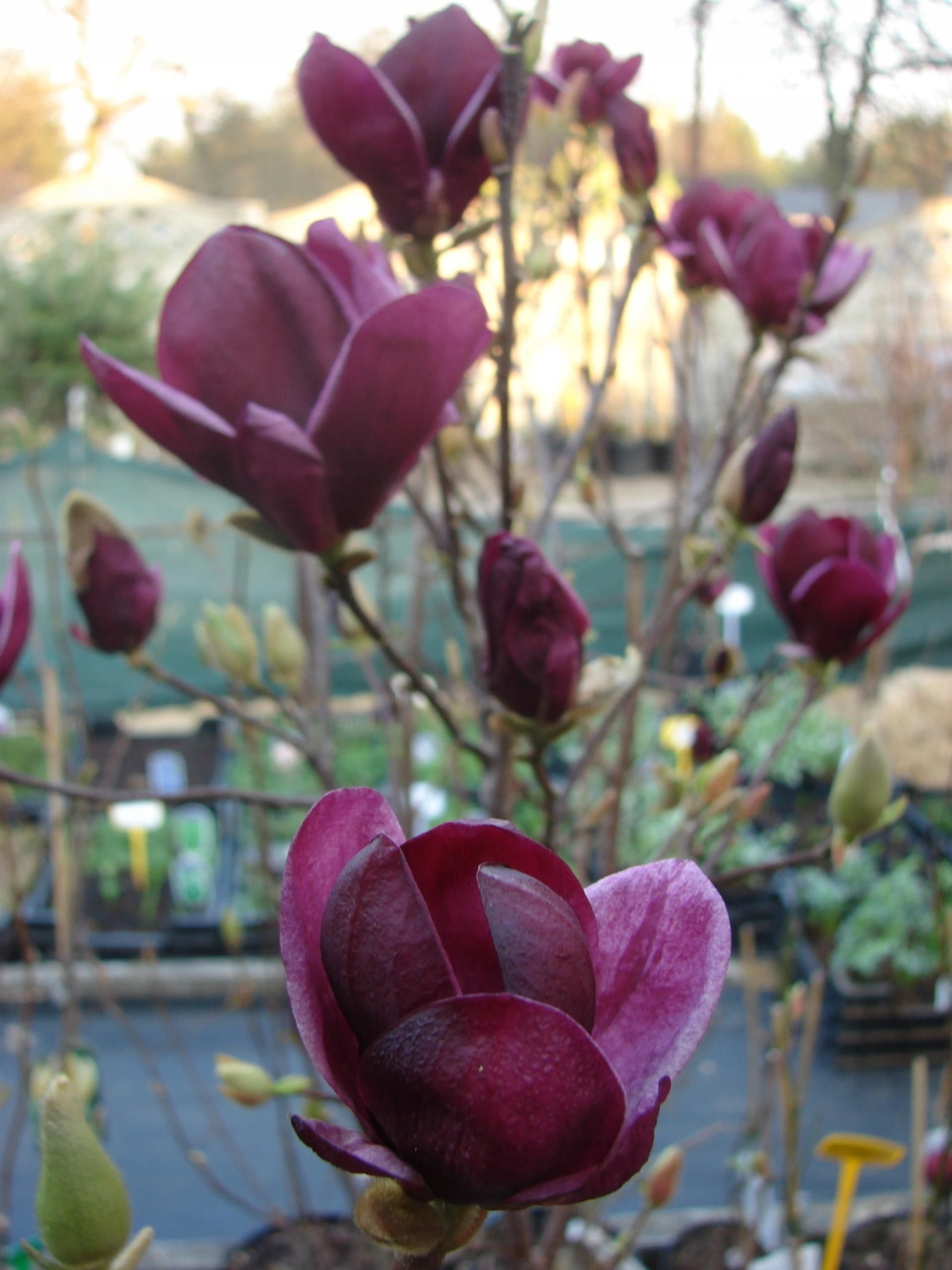 Magnolia Black Tulip - Ceny i opinie - Ceneo.pl