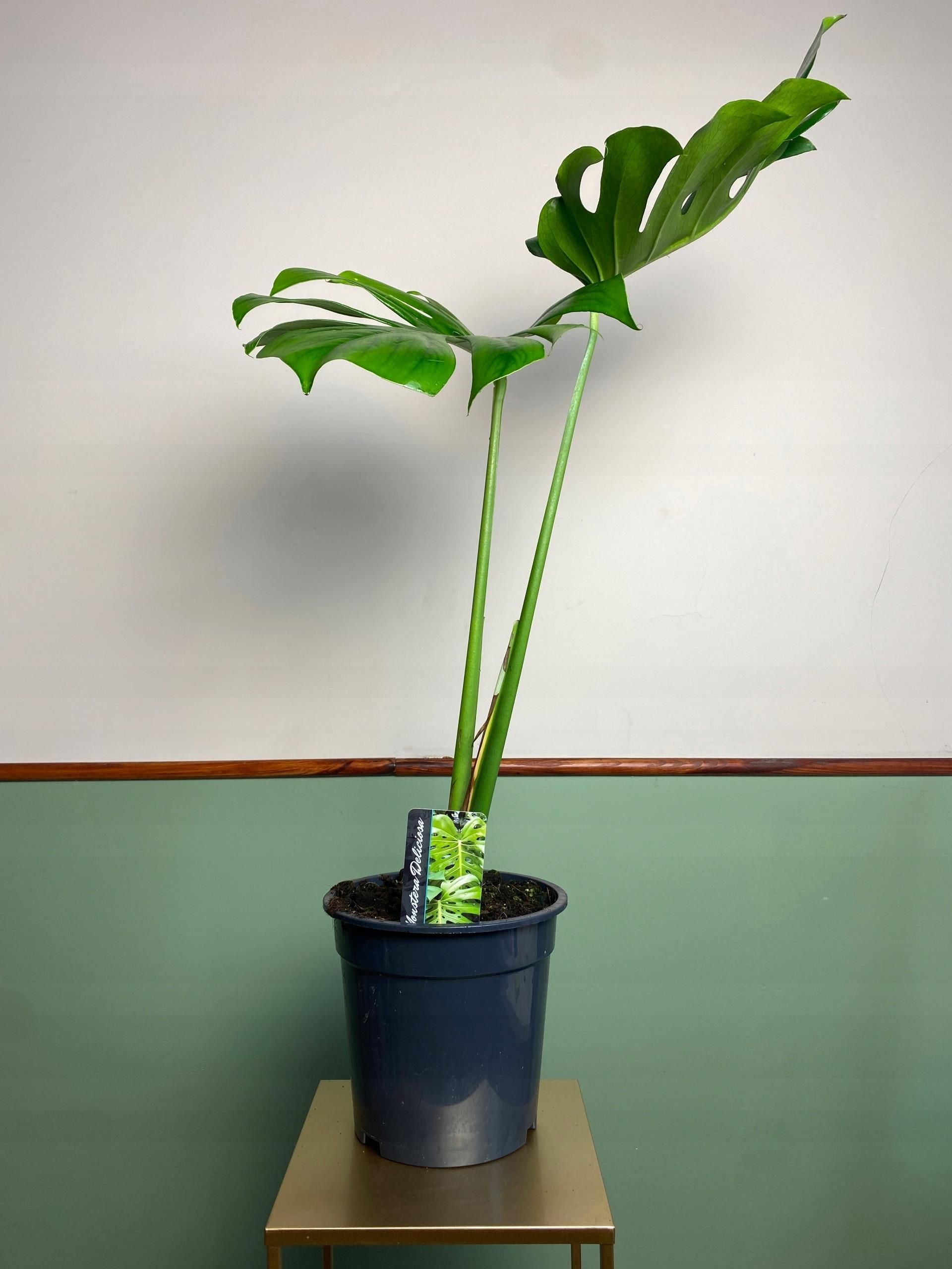 Monstera Duże Dziurawe Liście Big Form - Ceny i opinie - Ceneo.pl