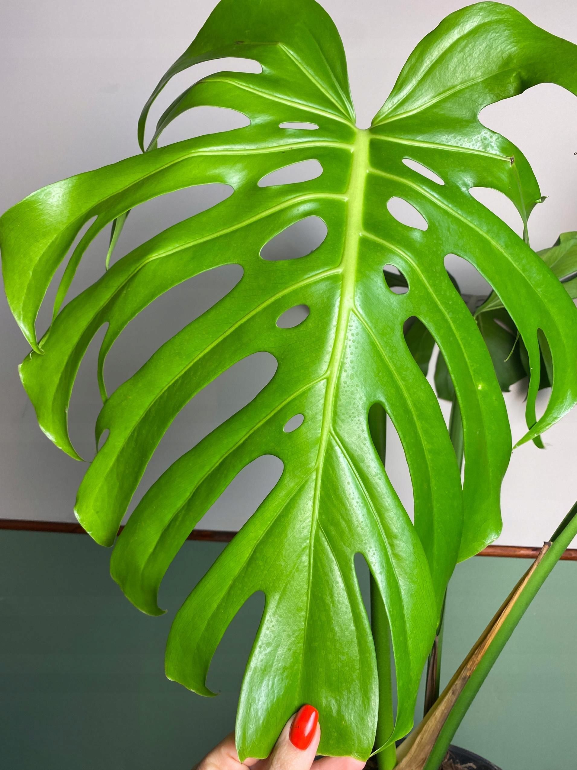 Monstera Duże Dziurawe Liście Big Form - Ceny i opinie - Ceneo.pl