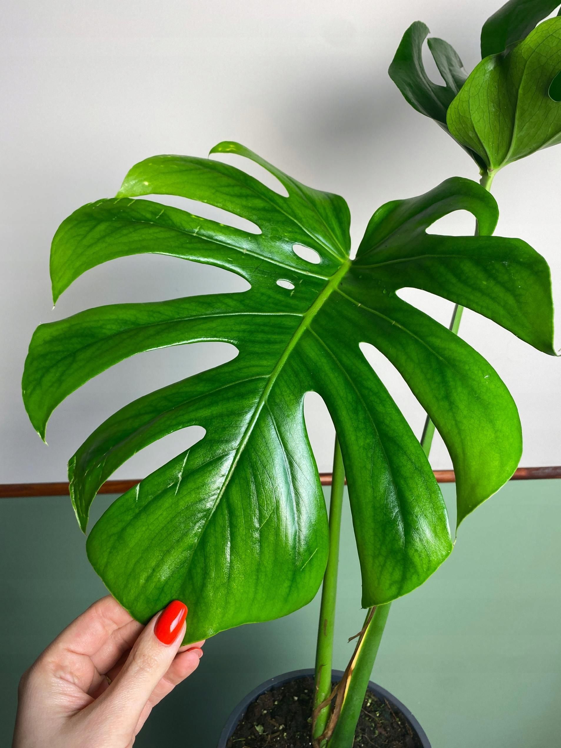 Monstera Duże Dziurawe Liście Big Form - Ceny i opinie - Ceneo.pl