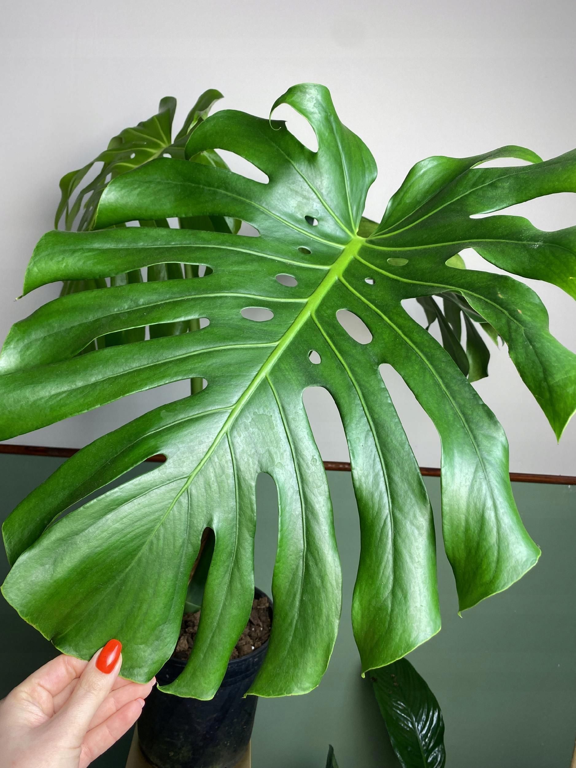 Monstera Duże Dziurawe Liście Big Form - Ceny i opinie - Ceneo.pl