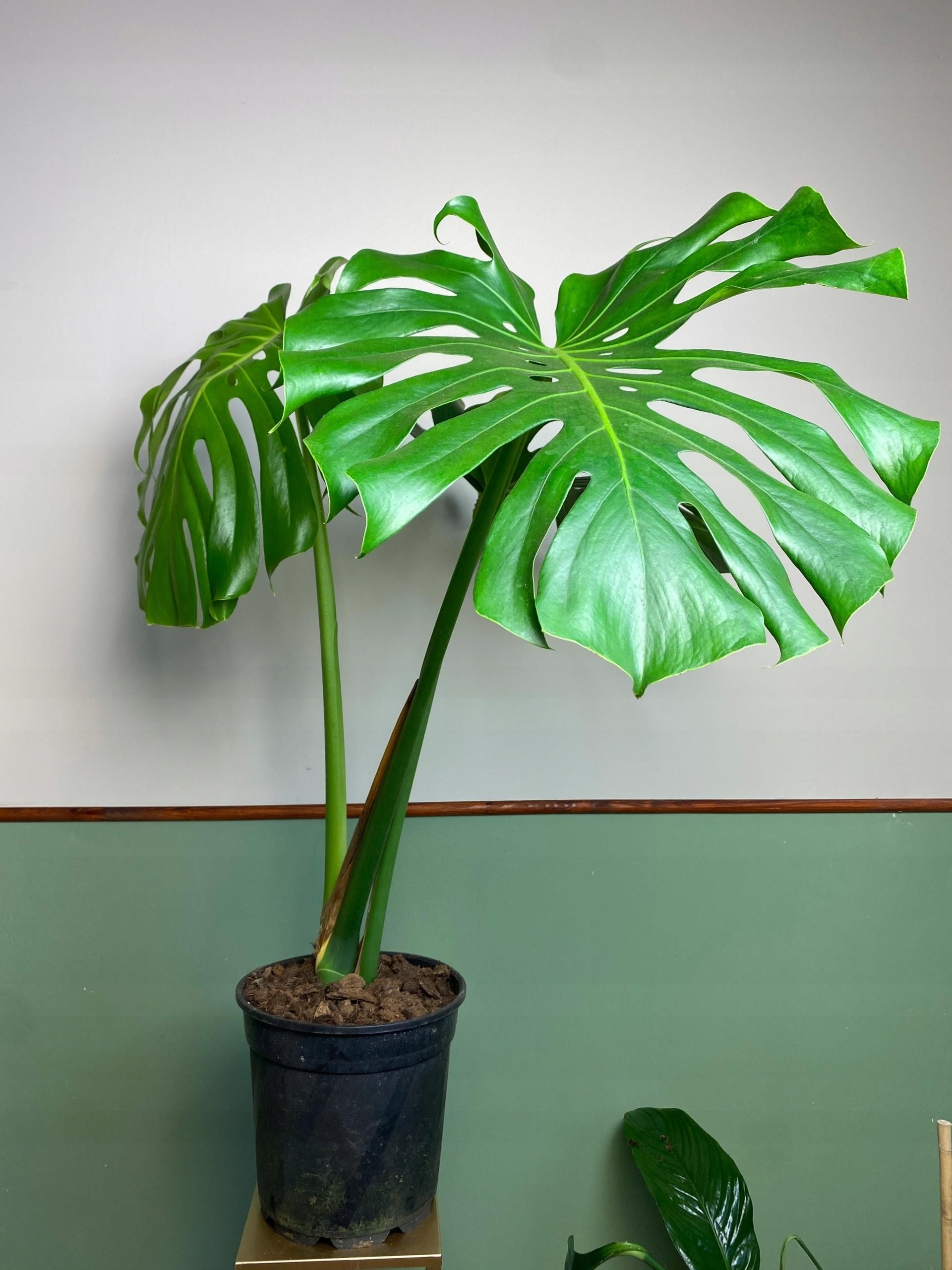 Monstera Duże Dziurawe Liście Big Form - Ceny i opinie - Ceneo.pl