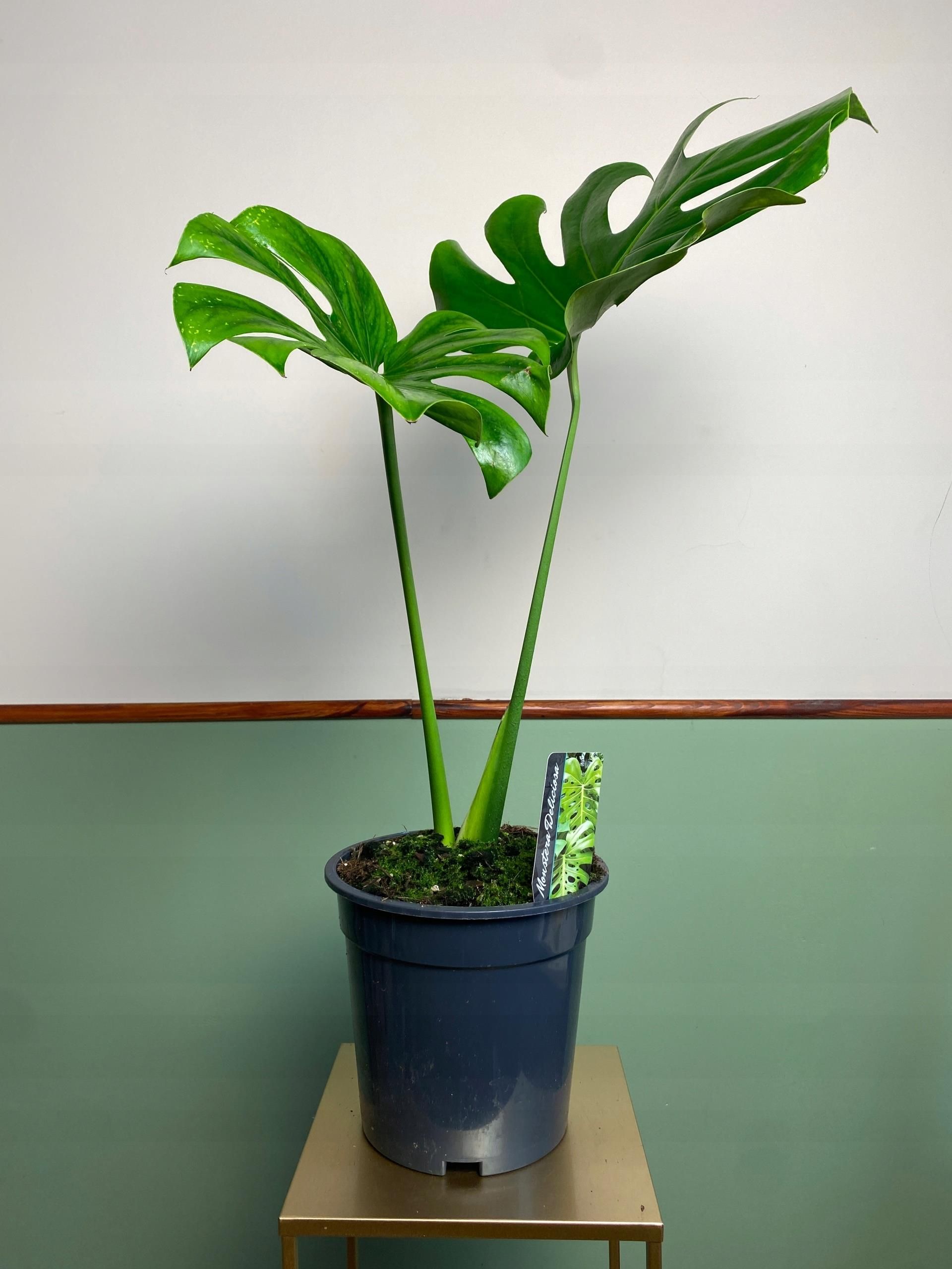 Monstera Duże Dziurawe Liście Big Form - Ceny i opinie - Ceneo.pl