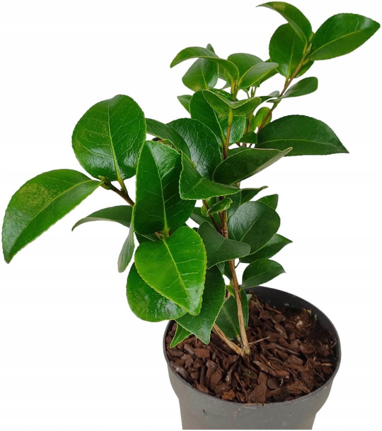 Kamelia Japońska Camellia Japonica - Ceny i opinie - Ceneo.pl
