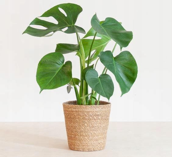 Piękna Duża Monstera Deliciosa Dziurawa - Ceny i opinie - Ceneo.pl