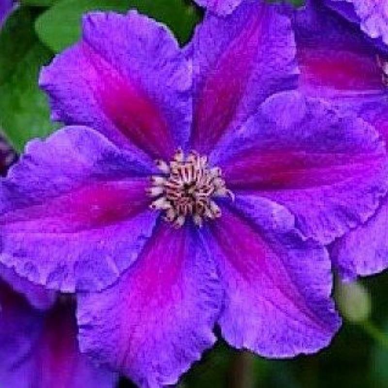 Clematis Ashva Powojnik Wielkokwiatowy - Ceny i opinie - Ceneo.pl