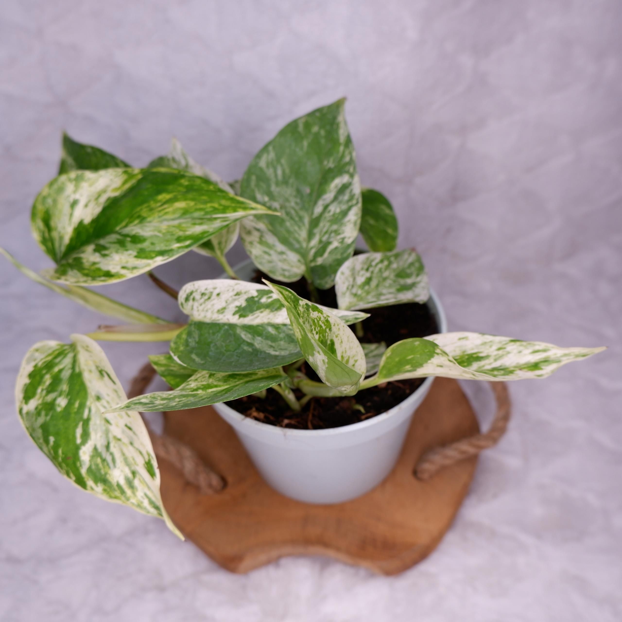 Epipremnum Marble Queen D. 13Cm - Ceny i opinie - Ceneo.pl