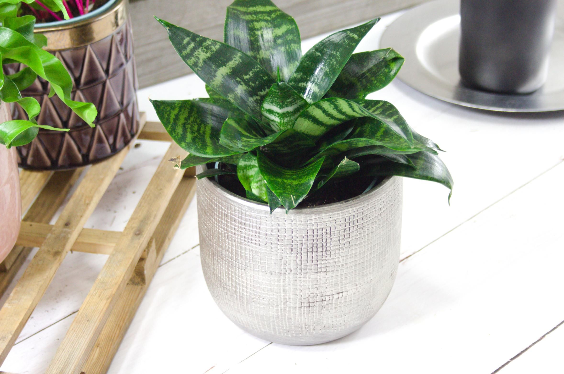 Sansevieria Green Hahnii Gwiazda Kwiat Doniczkowy - Ceny i opinie ...