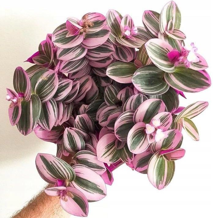 Trzykrotka Tradescantia Albiflora Nanouk Fioletowa - Ceny i opinie ...