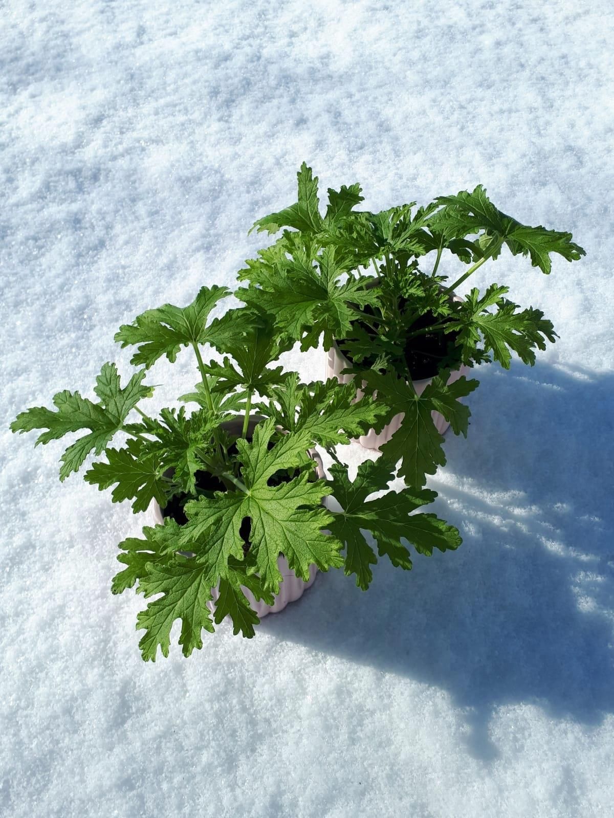 Geranium Anginka - Ceny i opinie - Ceneo.pl