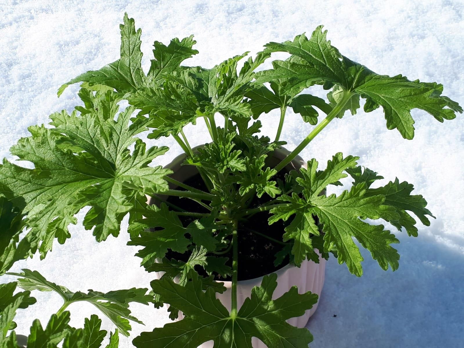 Geranium Anginka - Ceny i opinie - Ceneo.pl