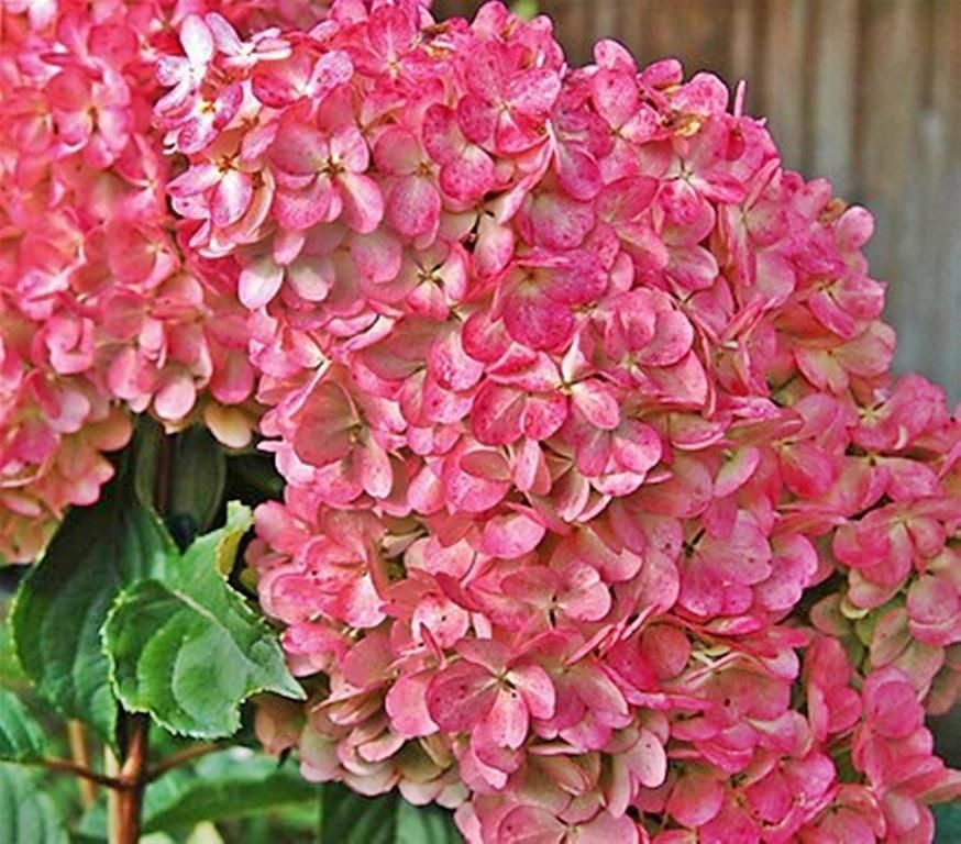 Hydrangea Paniculata Magical Flame Hortensja - Ceny i opinie - Ceneo.pl
