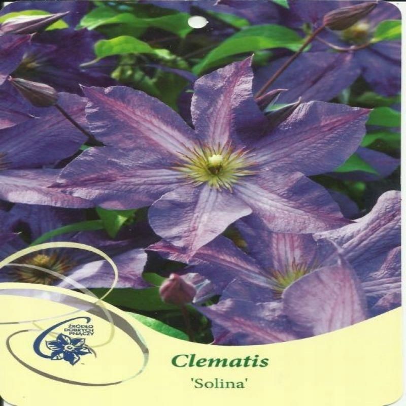 Clematis Solina Powojnik Wielkokwiatowy - Ceny i opinie - Ceneo.pl