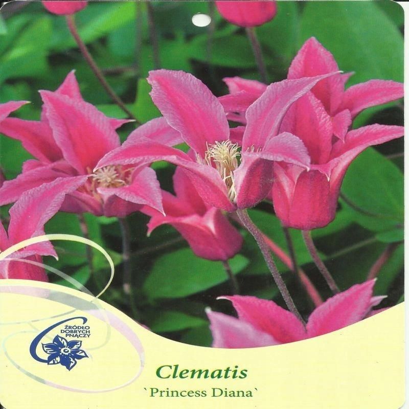 Clematis Princess Diana Grupa Texensis - Ceny i opinie - Ceneo.pl