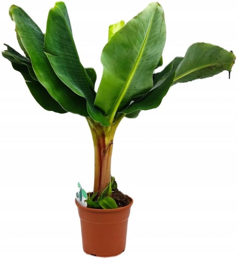 Bananowiec Musa Tropicana L 70cm - Ceny i opinie - Ceneo.pl