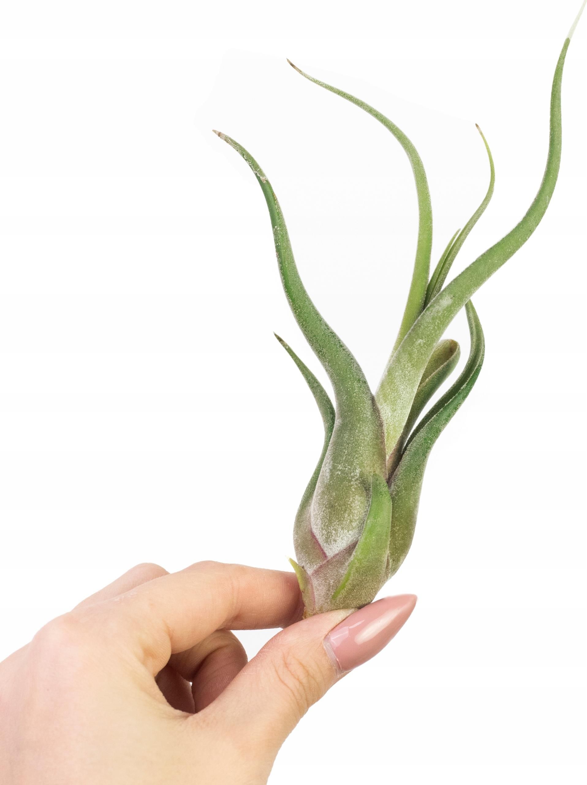 Tillandsia Caput Medusae -Oplątwa - Ceny i opinie - Ceneo.pl