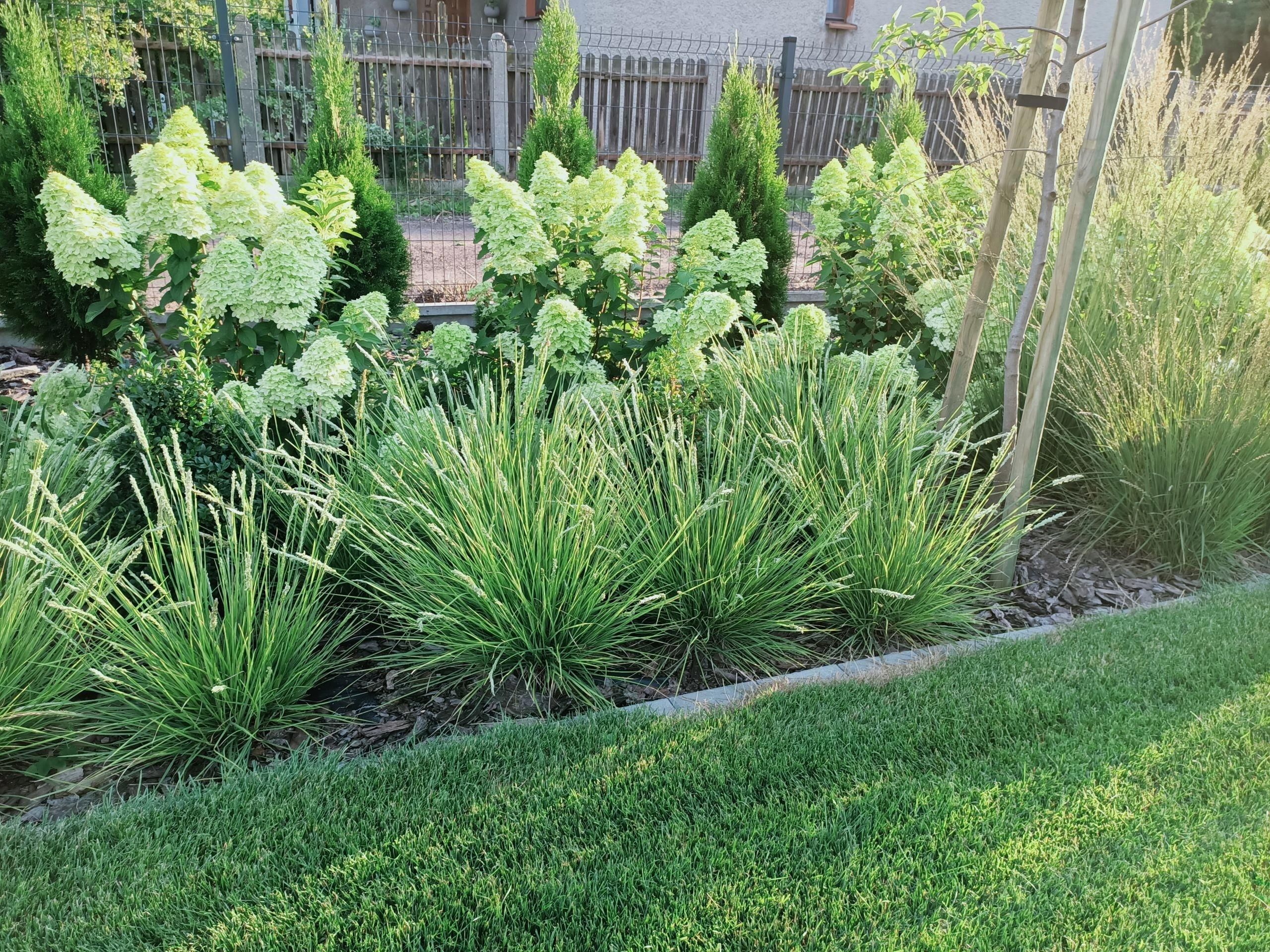 Trawa Sesleria Sadzonka P9 - Ceny i opinie - Ceneo.pl