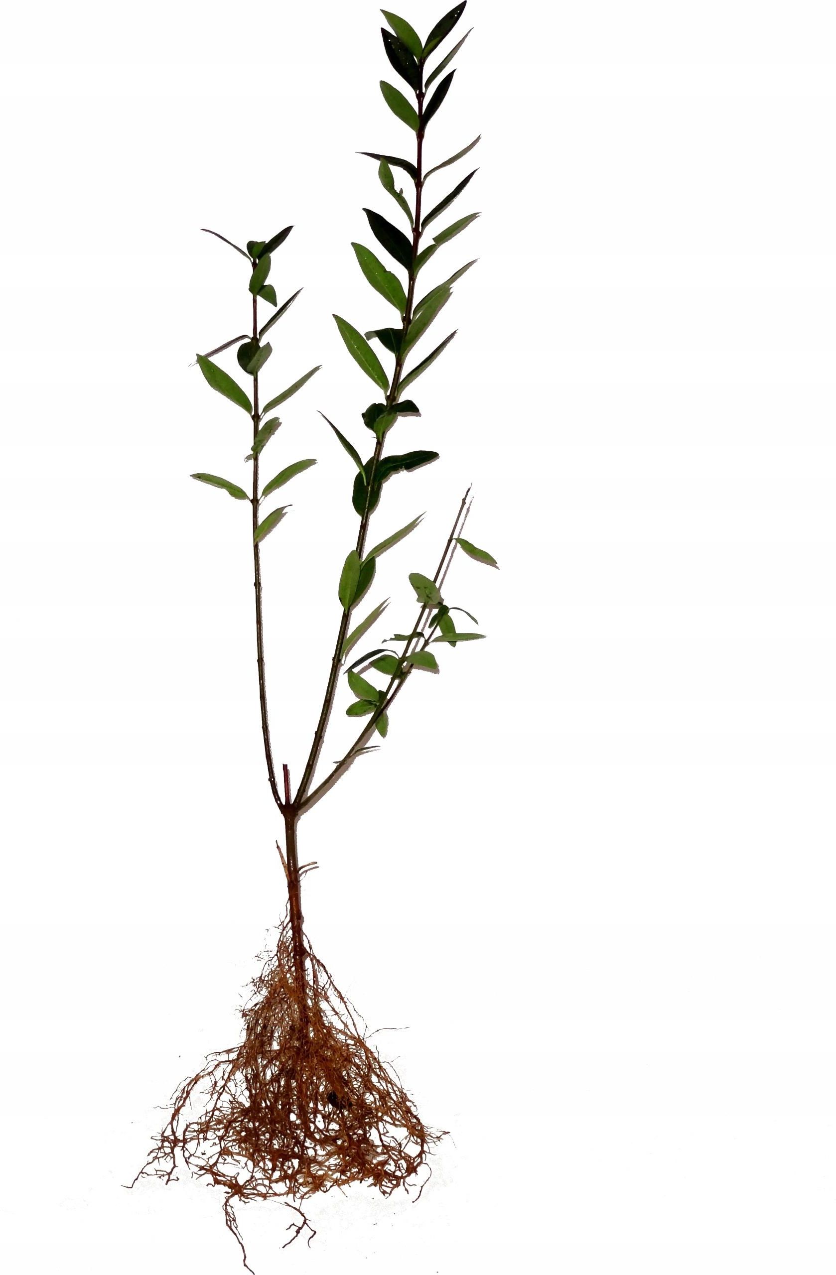 Ligustr Pospolity 20-40cm 100 Szt. - Ceny i opinie - Ceneo.pl