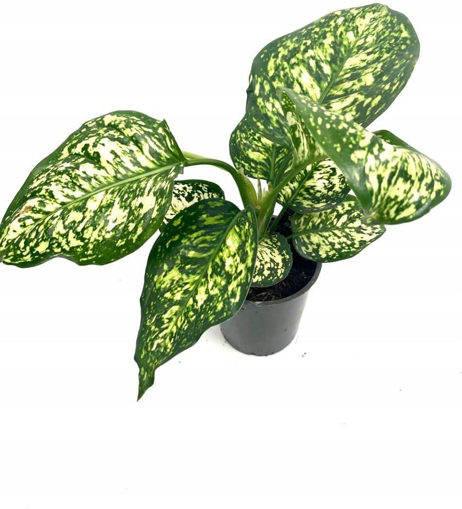 Aglaonema Aglonema Snow White Ivory Jade Piękna - Ceny i opinie - Ceneo.pl