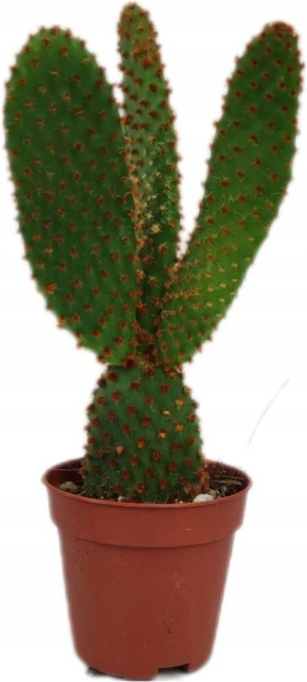 Opuncja Opuntia Microdasys Rufida 10-15cm - Ceny i opinie - Ceneo.pl
