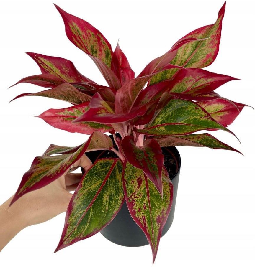 Aglaonema Crete Flame, Ogniście Czerwona - Ceny i opinie - Ceneo.pl