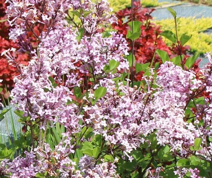 Bez Lilak Palibin Miniaturowy 5 Litrów 40Cm Xxl - Ceny i opinie - Ceneo.pl